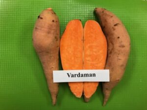Vardaman – George's Plant Farm