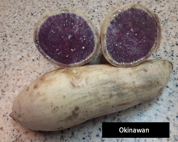 Okinawan – George's Plant Farm